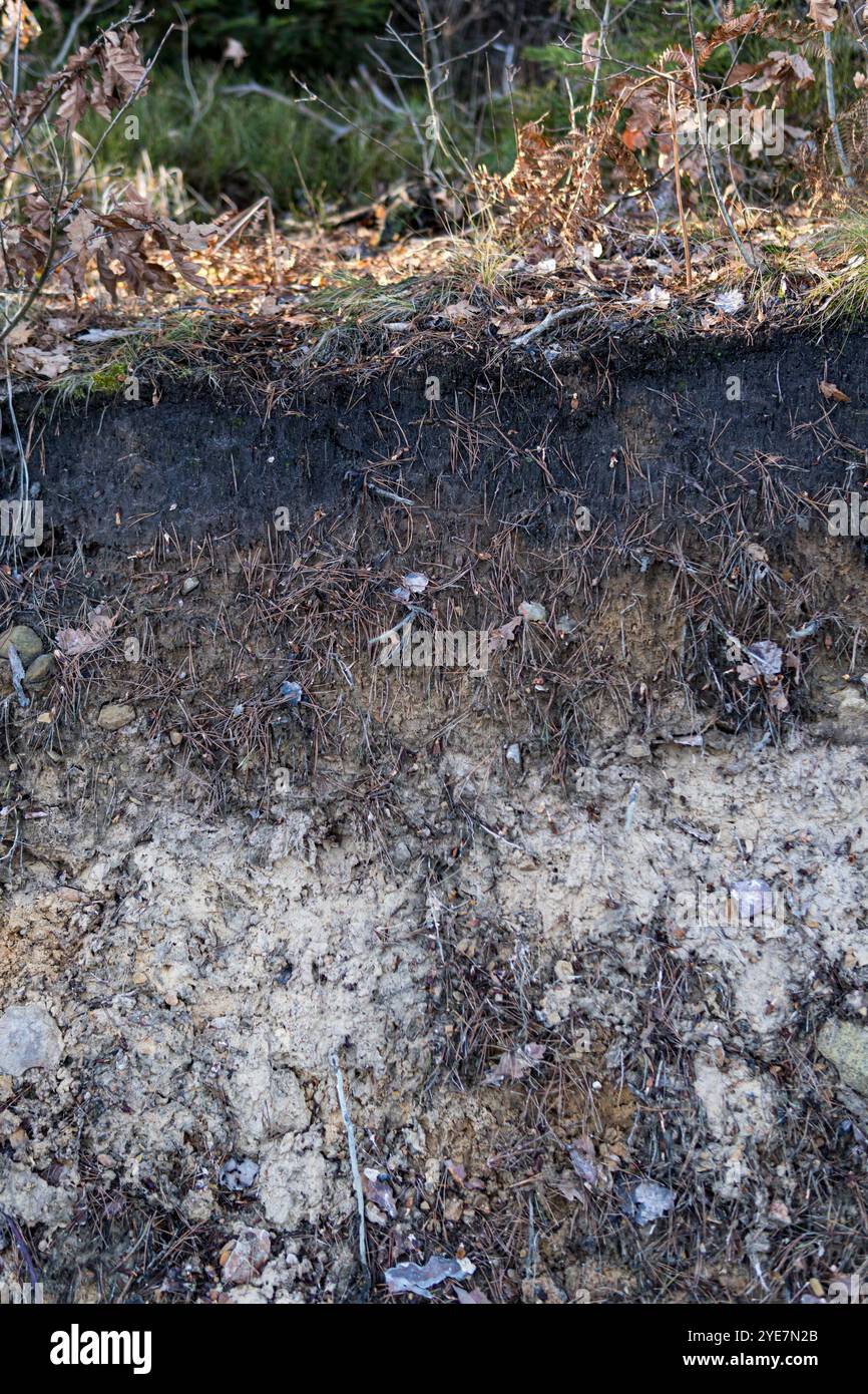 podzolic soil layers formed under coniferous forest Stock Photo - Alamy