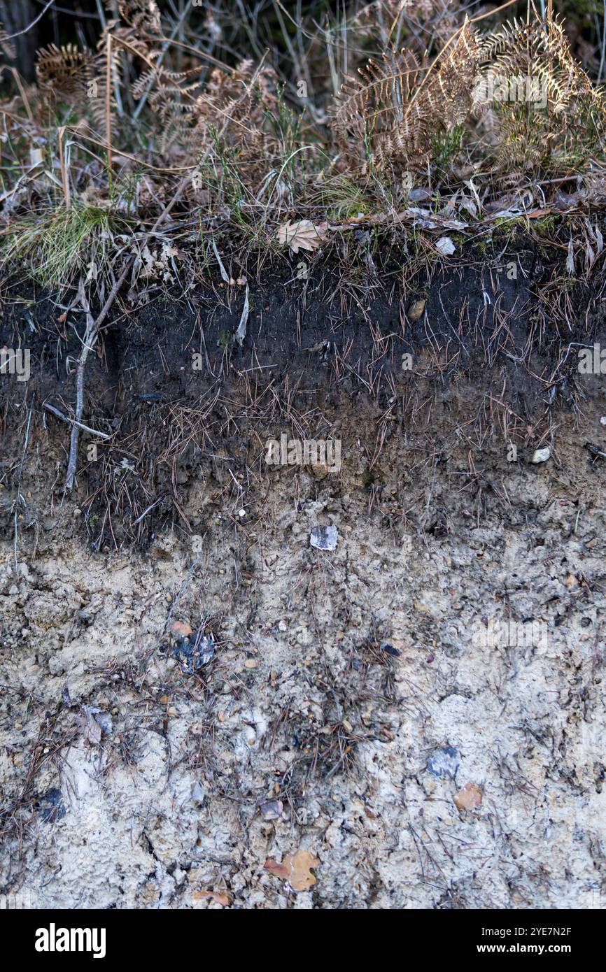 podzolic soil layers formed under coniferous forest Stock Photo - Alamy