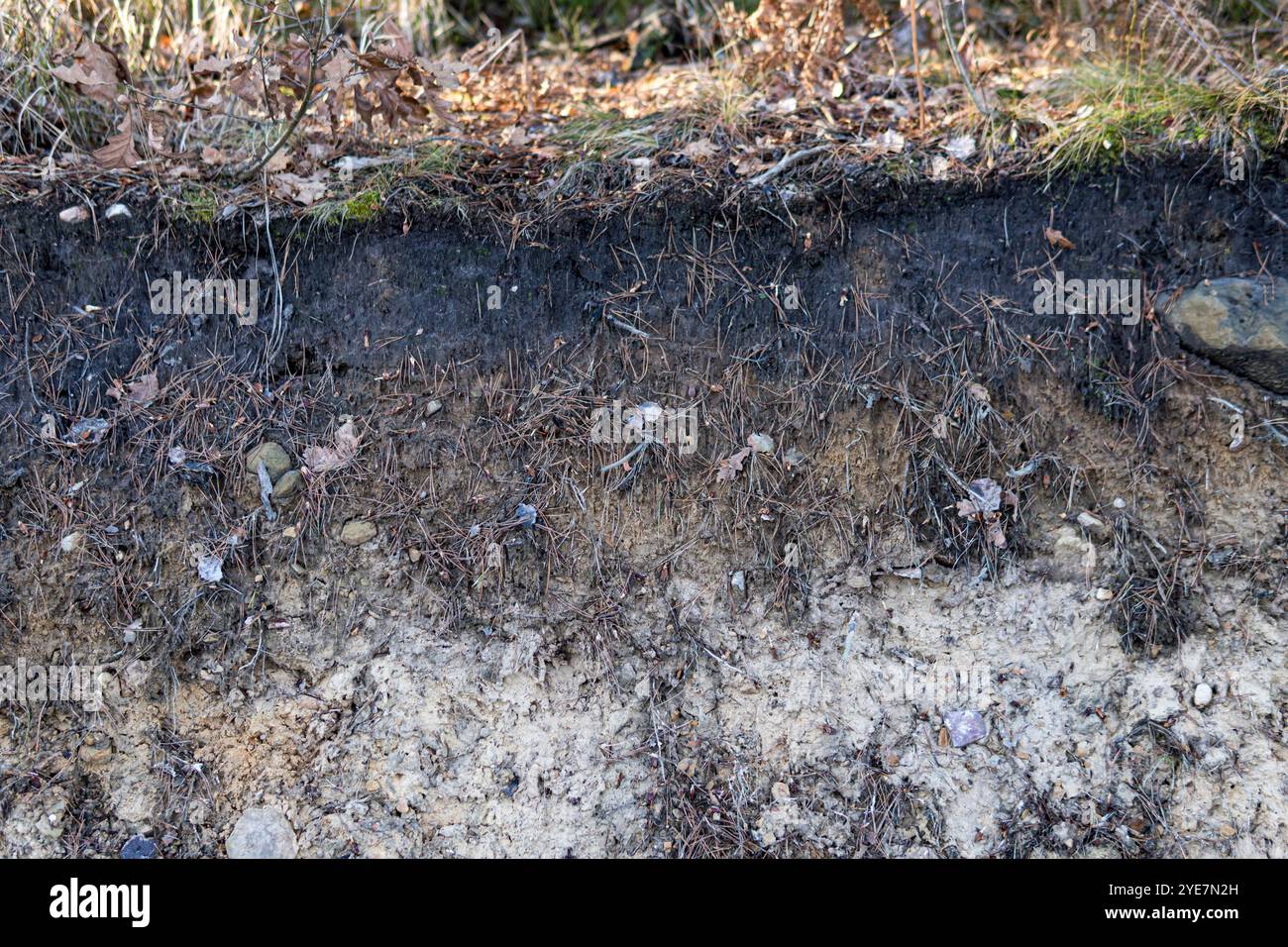 podzolic soil layers formed under coniferous forest Stock Photo - Alamy