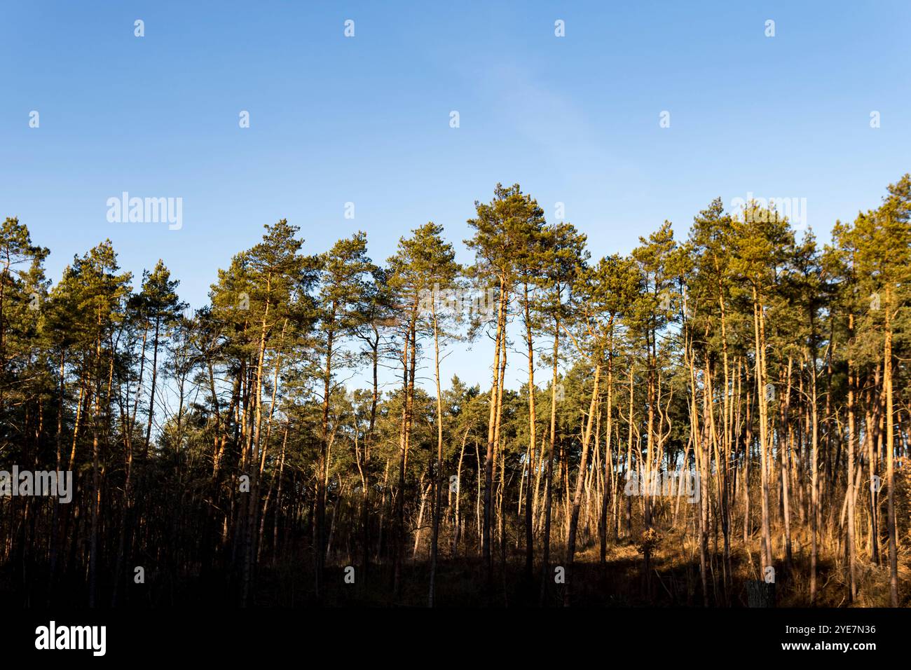 Landscape full of tall pine trees over a blue sky Stock Photo - Alamy
