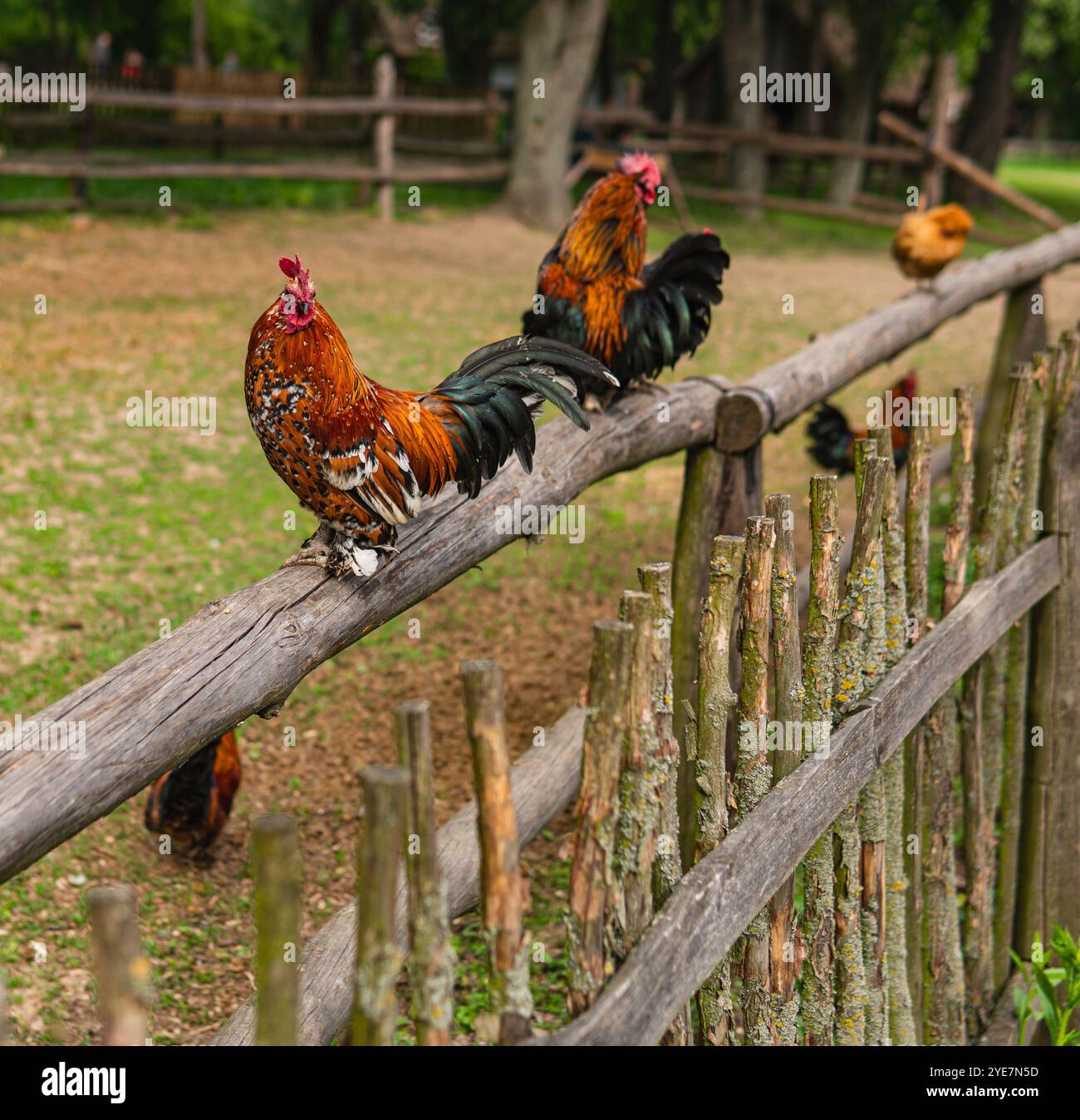 decorative rooster sitting on a wooden fence Stock Photo - Alamy