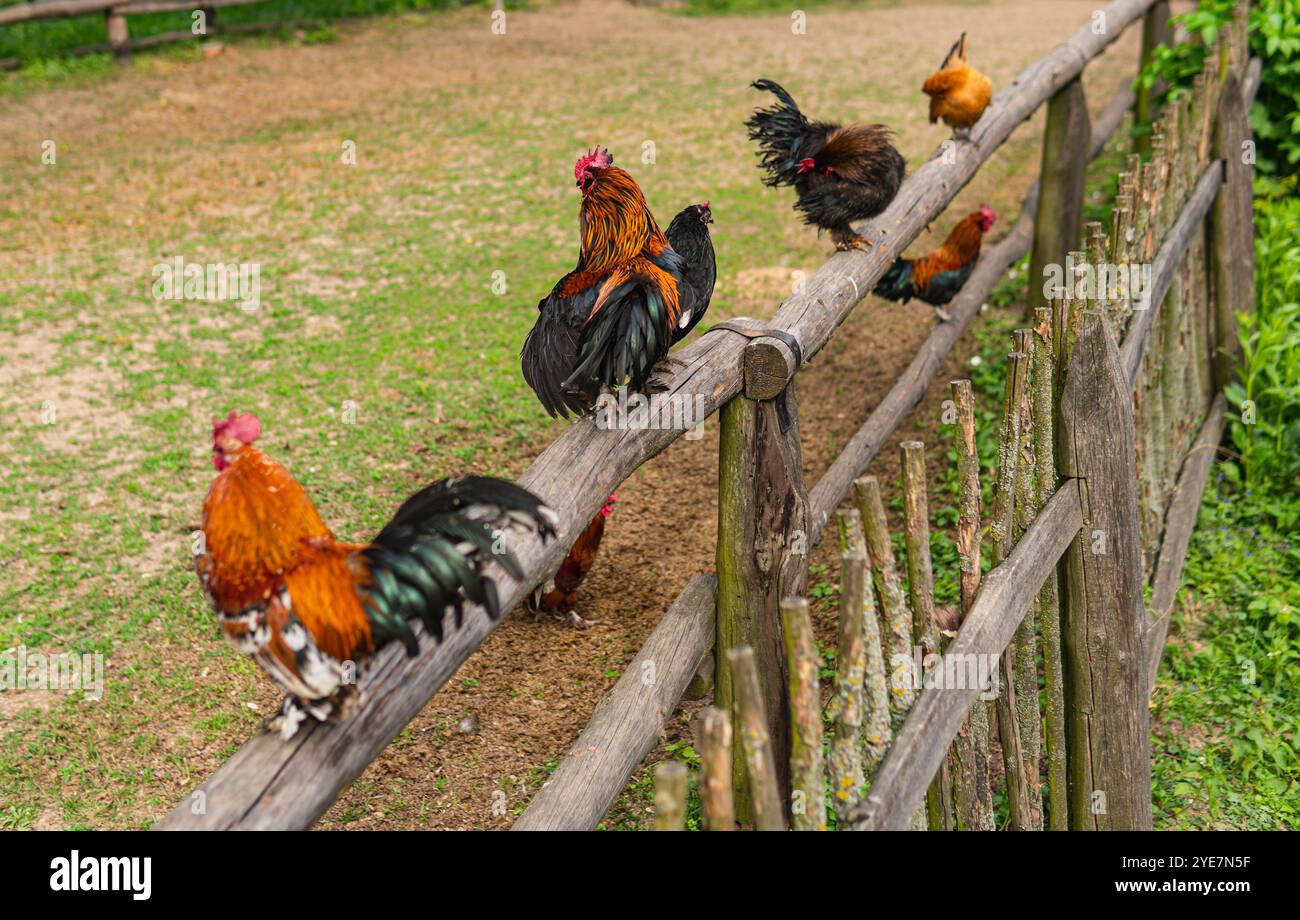 A rooster on the fence hi-res stock photography and images - Alamy