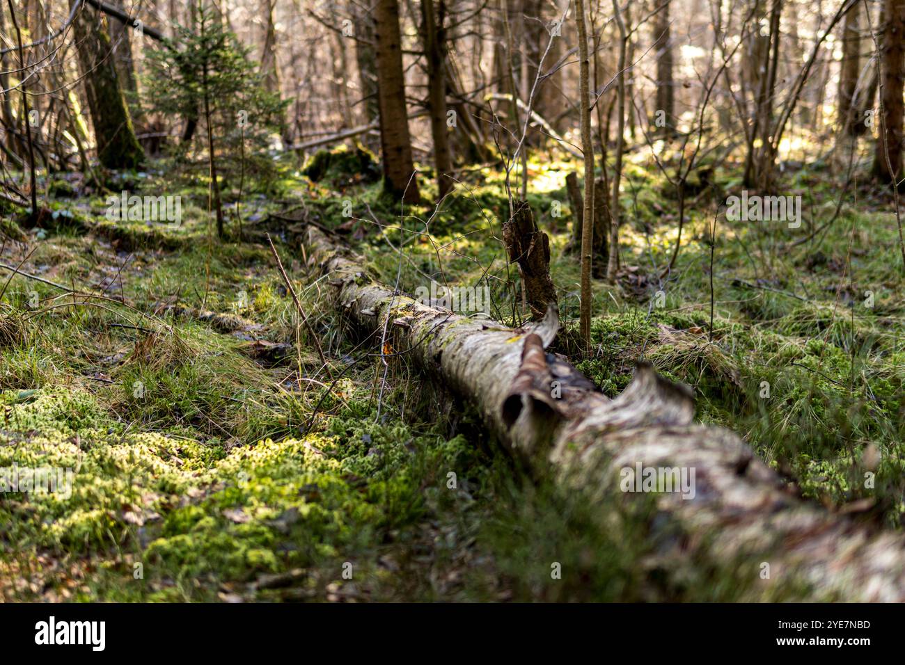 Birch tree fallen on the ground covered with green moss Stock Photo - Alamy