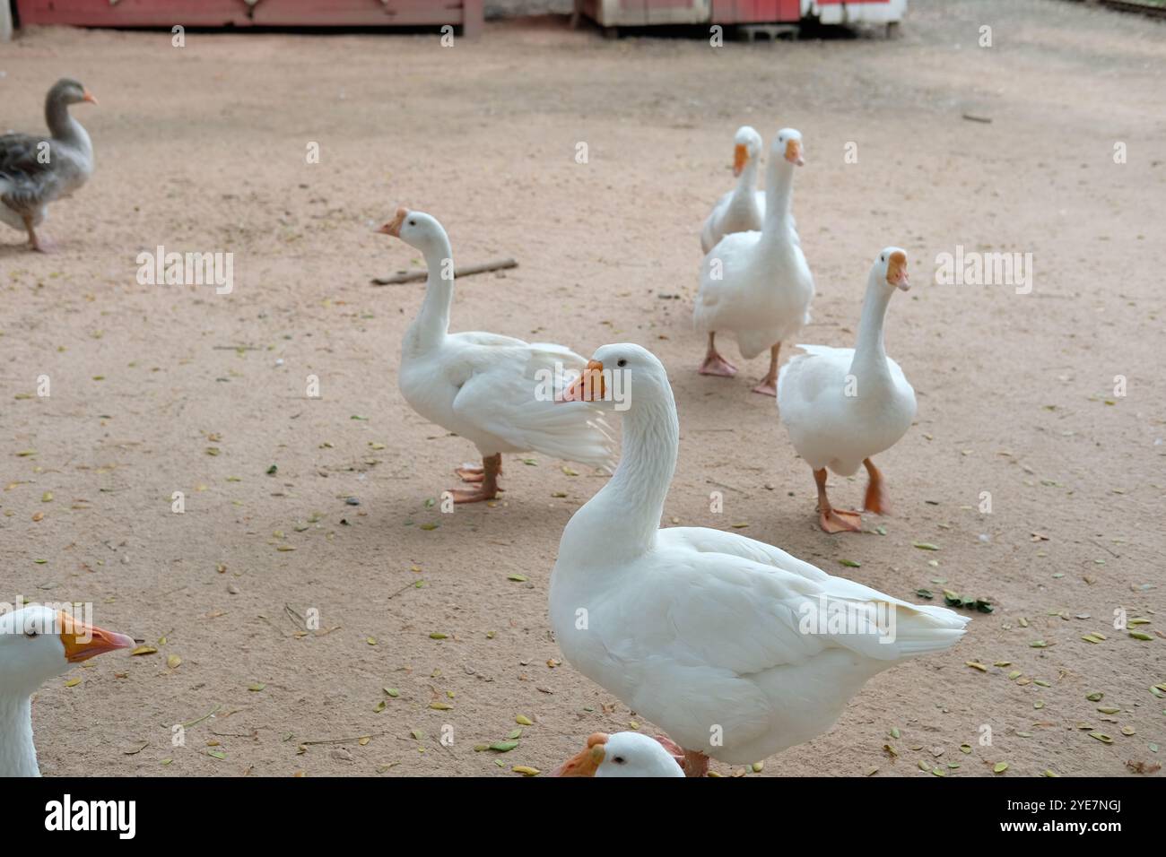 Ducks and geese and their daily activities Stock Photo - Alamy