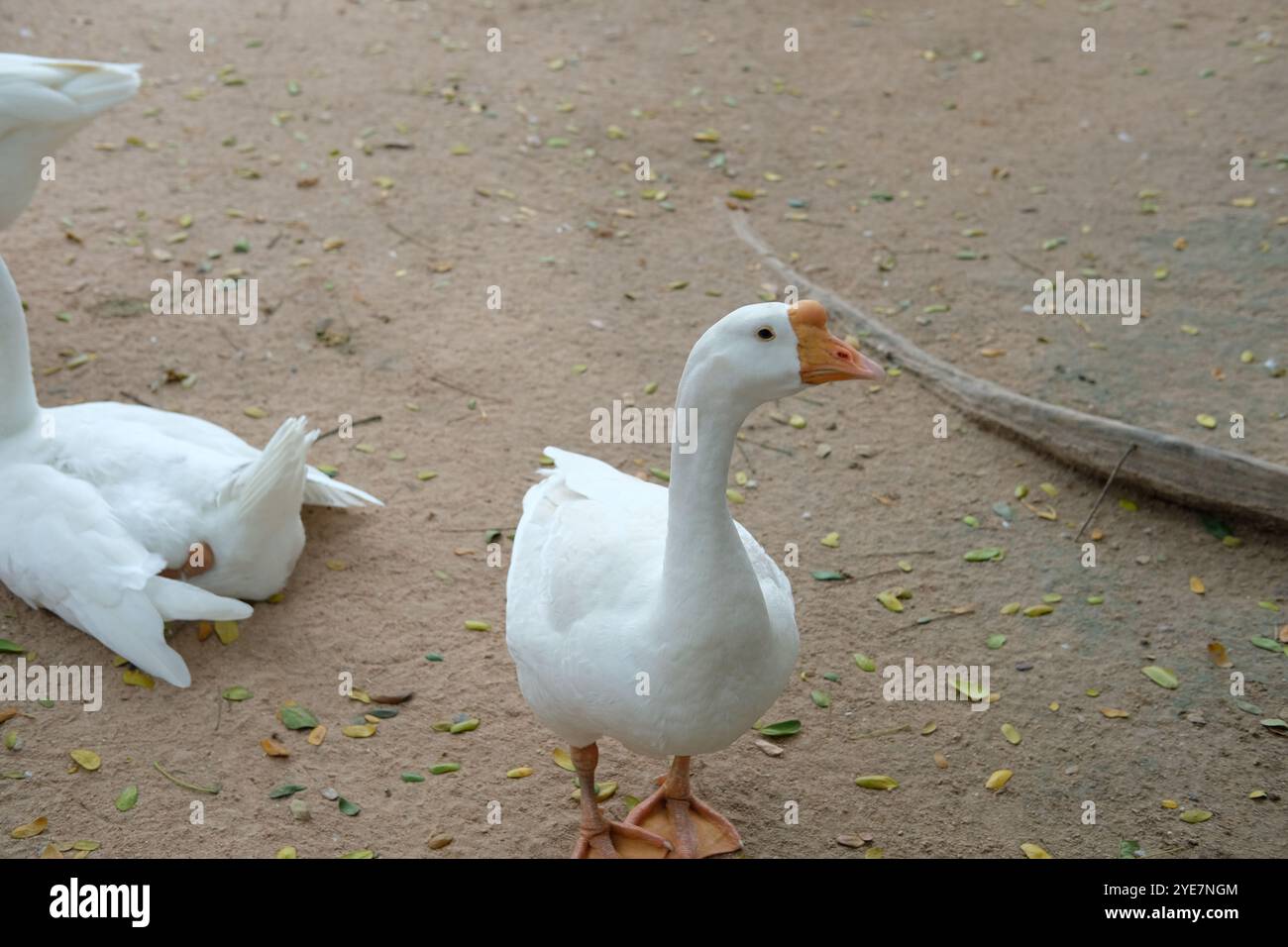 Ducks and geese and their daily activities Stock Photo - Alamy