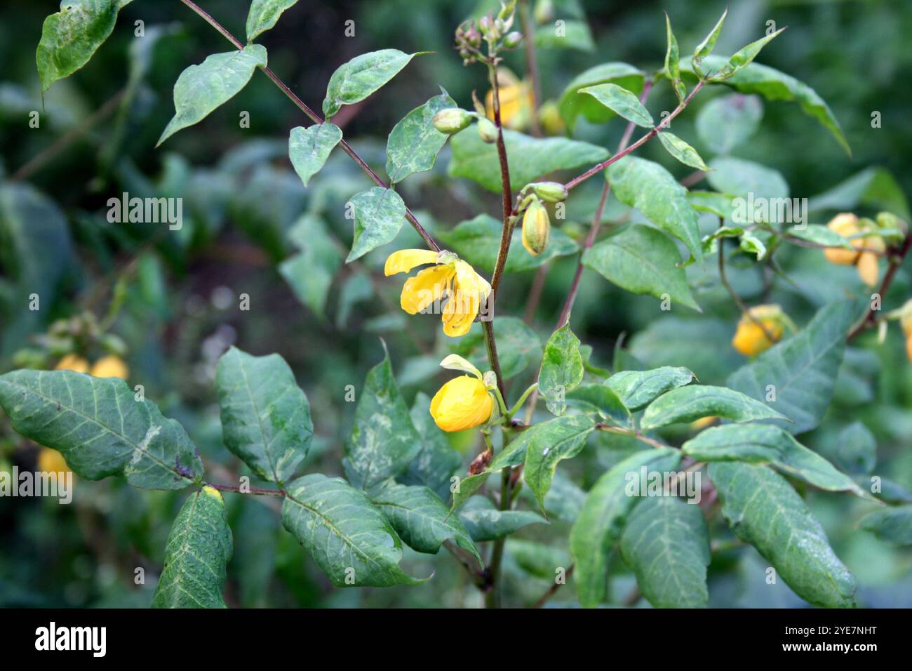 Plant with yellow colored Coffee senna flowers (Senna occidentalis ...