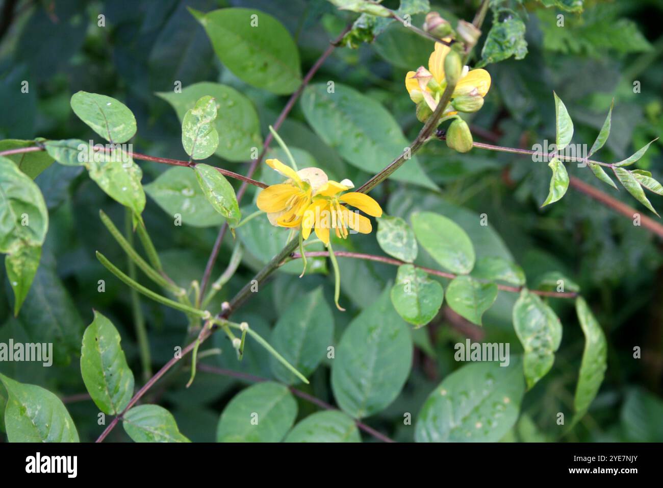 Plant with yellow colored Coffee senna flowers (Senna occidentalis ...