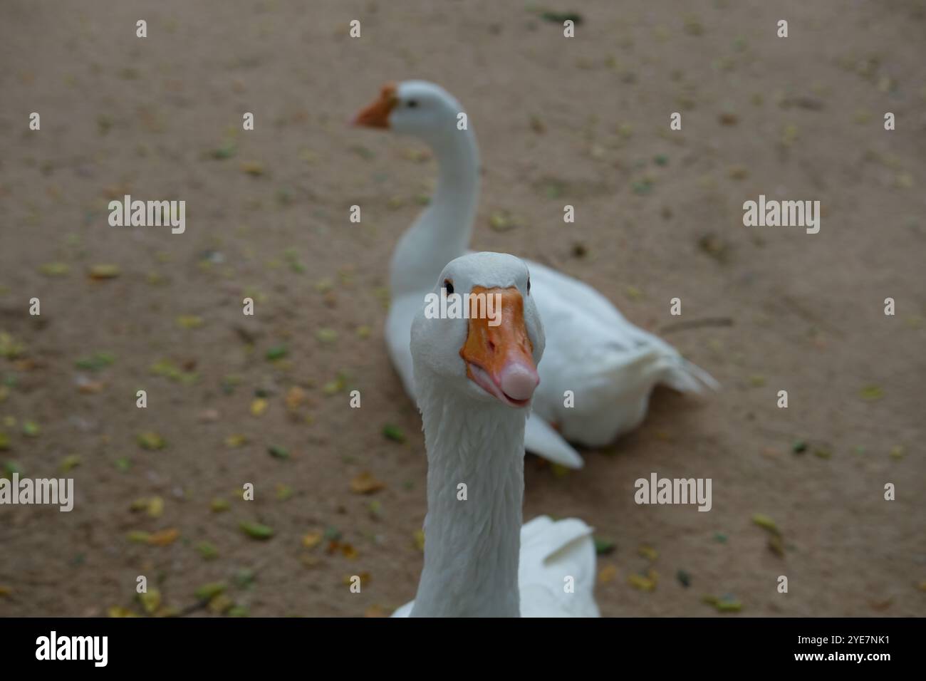 Ducks and geese and their daily activities Stock Photo - Alamy