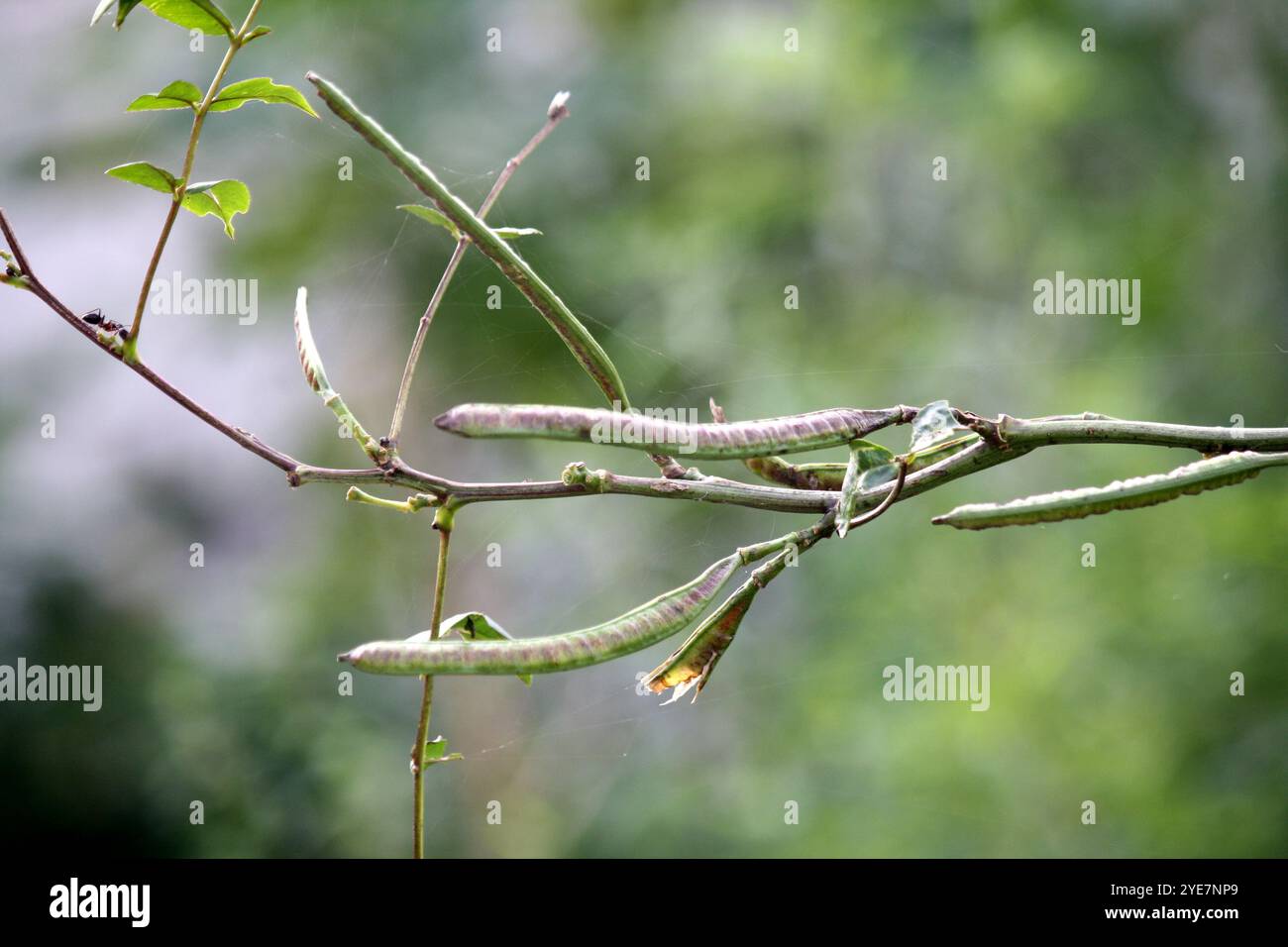 Coffee senna (Senna occidentalis) seed pods on a plant Stock Photo - Alamy