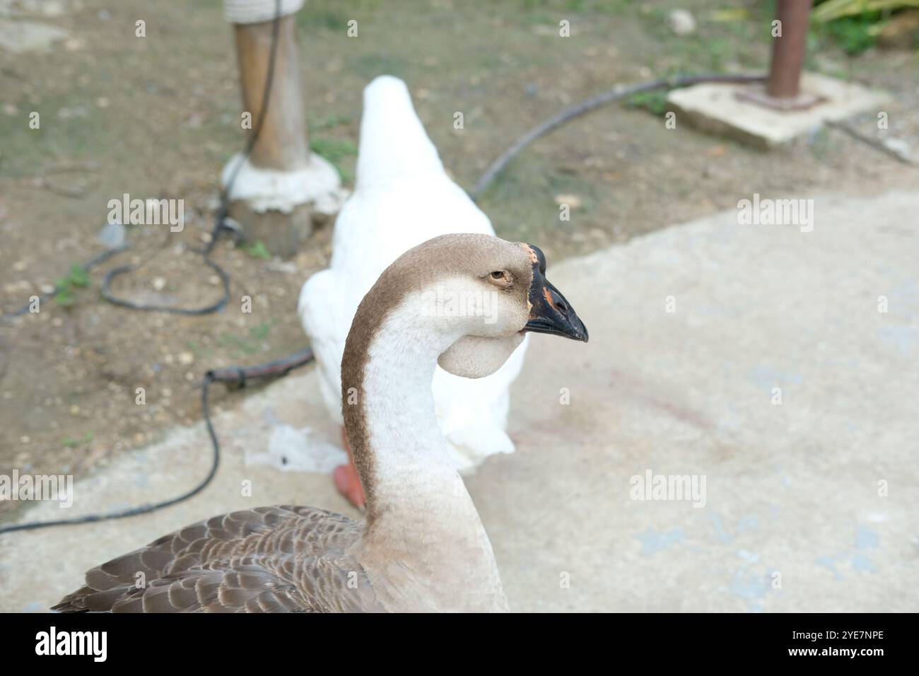 Wildlife nesting activities hi-res stock photography and images - Alamy