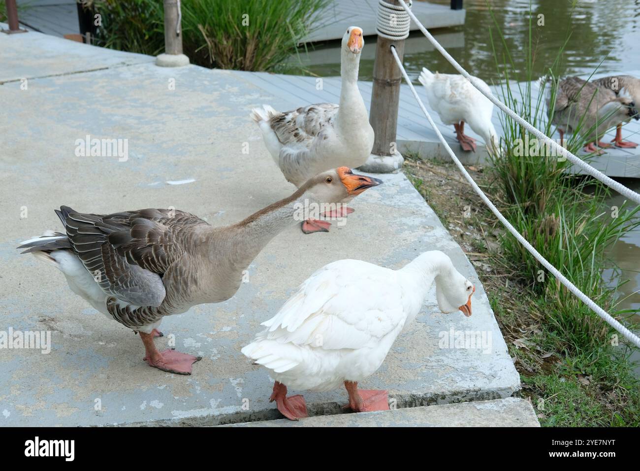 Ducks and geese and their daily activities Stock Photo - Alamy