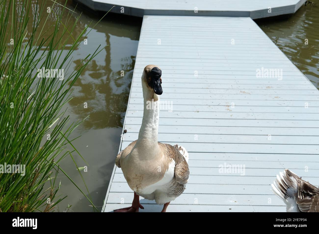 Ducks and geese and their daily activities Stock Photo - Alamy