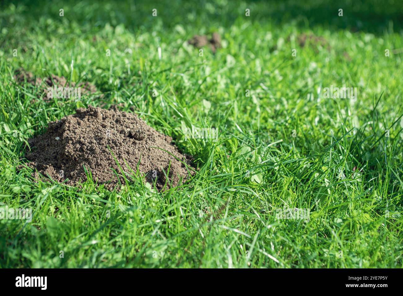 Mole holes in the lawn Stock Photo - Alamy
