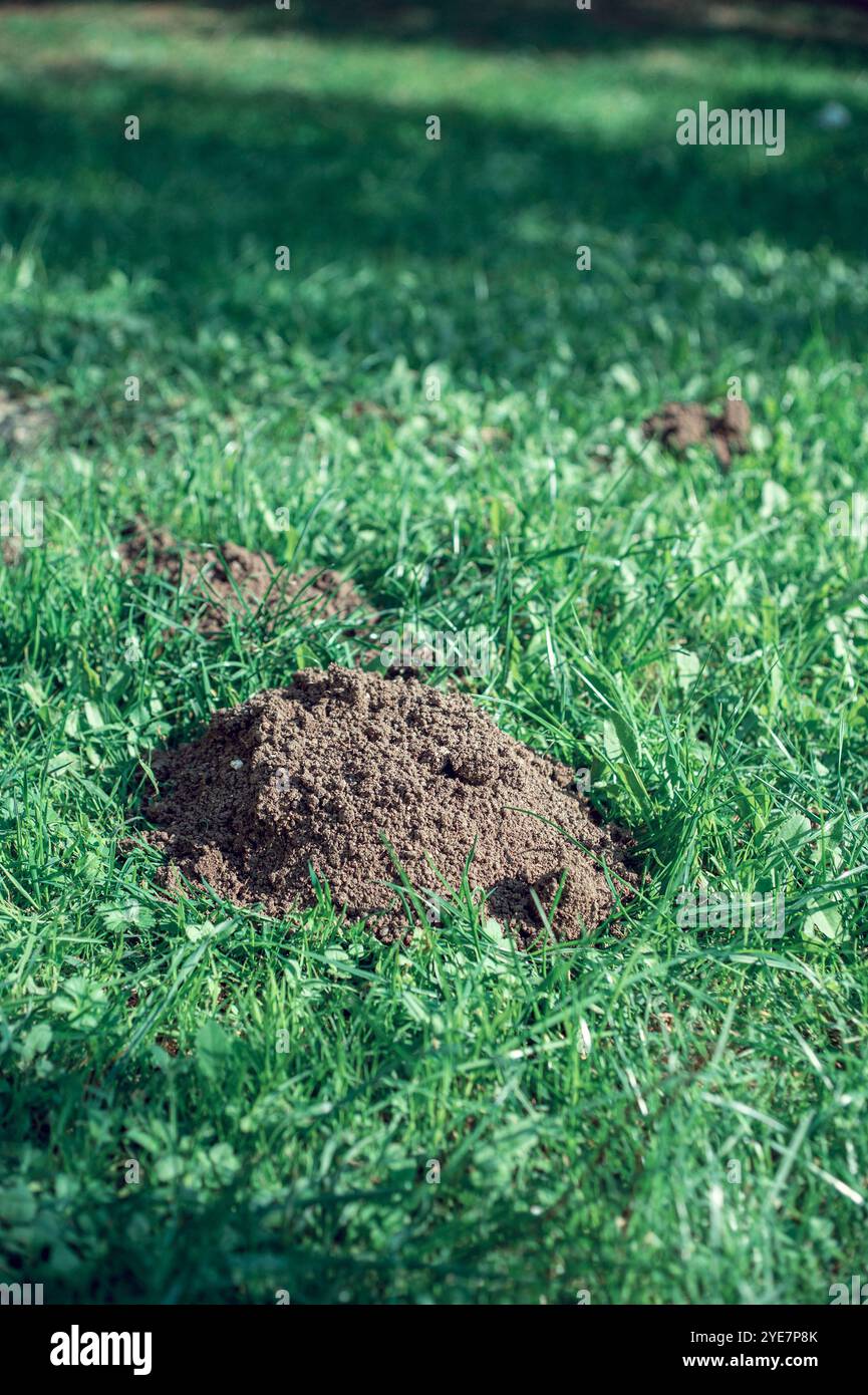 Mole digging burrow hi-res stock photography and images - Alamy