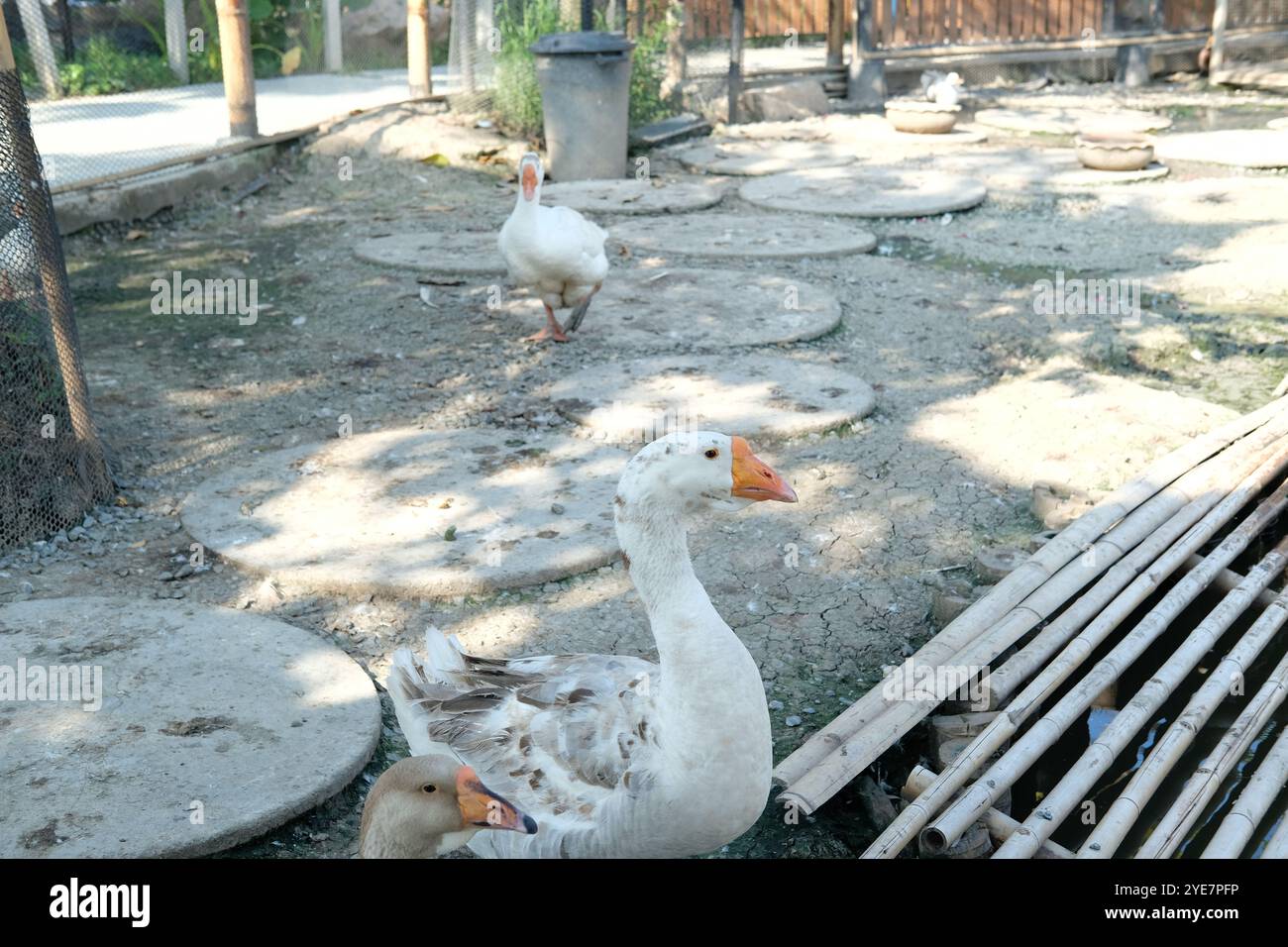 Ducks and geese and their daily activities Stock Photo - Alamy