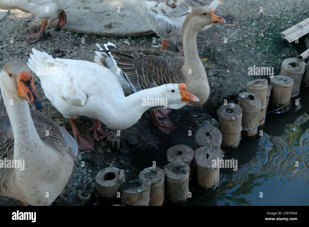 Ducks and geese and their daily activities Stock Photo - Alamy