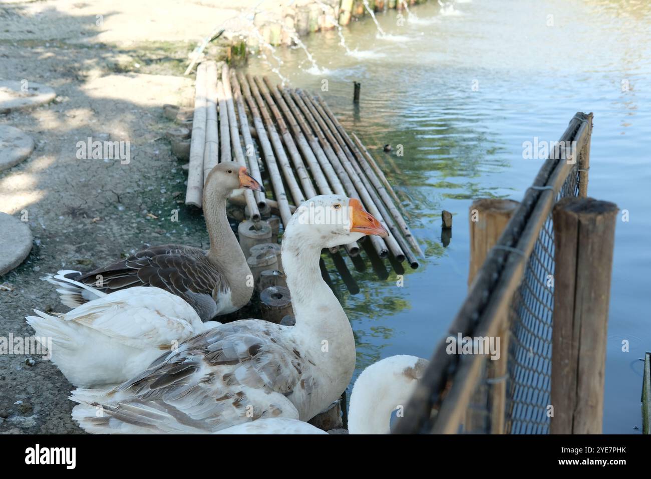 Ducks and geese and their daily activities Stock Photo - Alamy