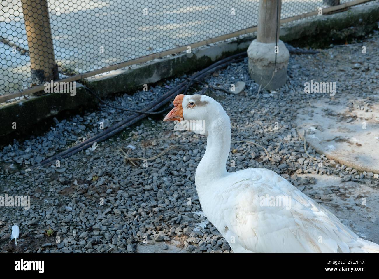 Ducks and geese and their daily activities Stock Photo - Alamy