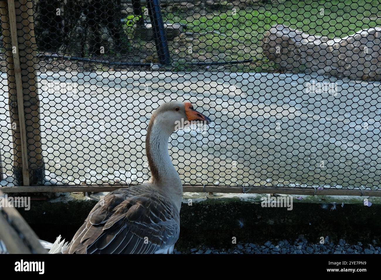 Ducks and geese and their daily activities Stock Photo - Alamy