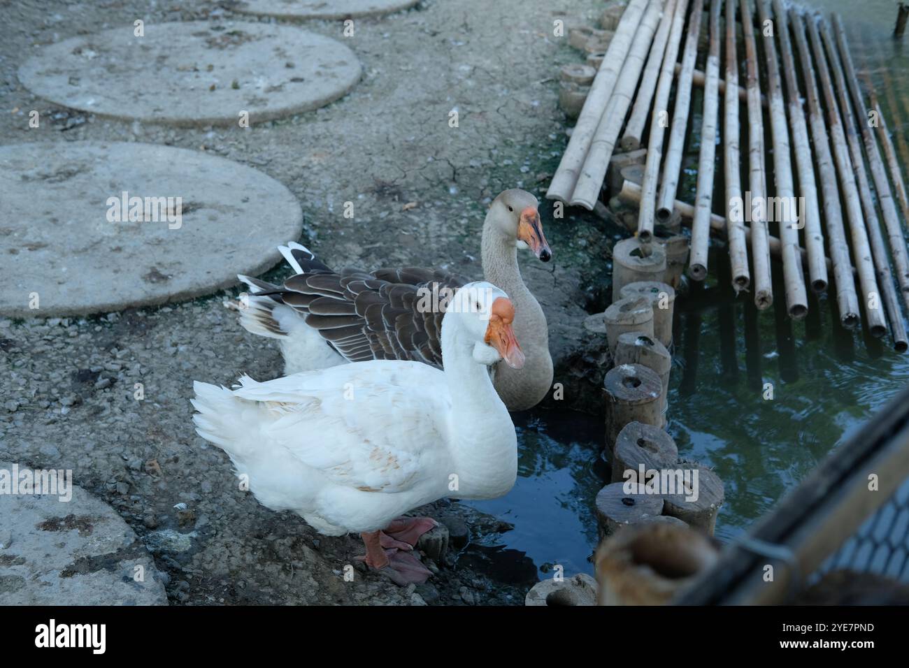 Ducks and geese and their daily activities Stock Photo - Alamy