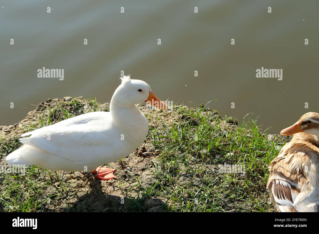 Ducks and geese and their daily activities Stock Photo - Alamy