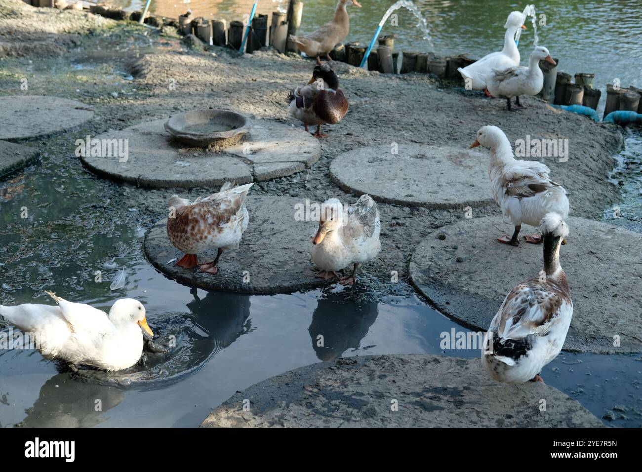 Ducks and geese and their daily activities Stock Photo - Alamy