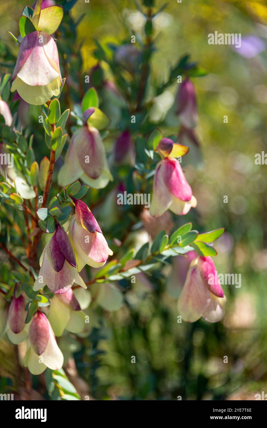 Pendulous flowers hi-res stock photography and images - Alamy