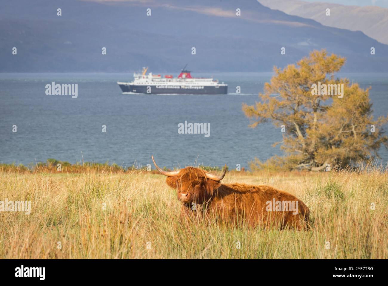 Highland cow on Mull, Scotland, with Calmac ferry on sea in background ...