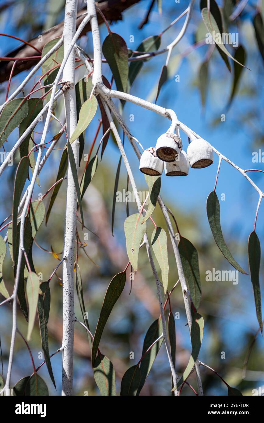 A Eucalyptus caesia, ora Western Australian Gum tree, with gum nuts and ...