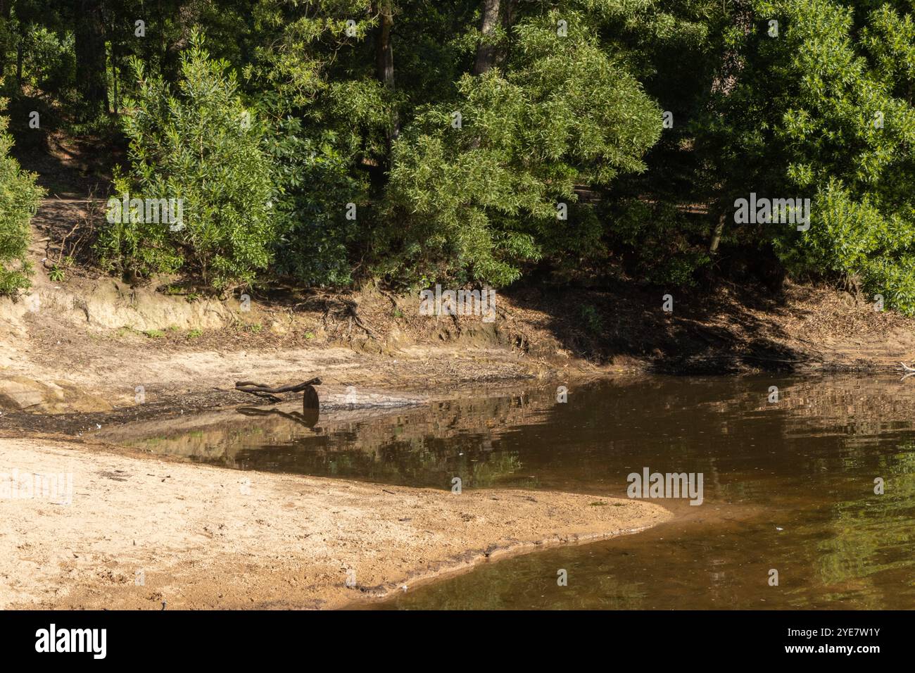 Lush green forest surrounding the waters of the rio da mula dam in ...