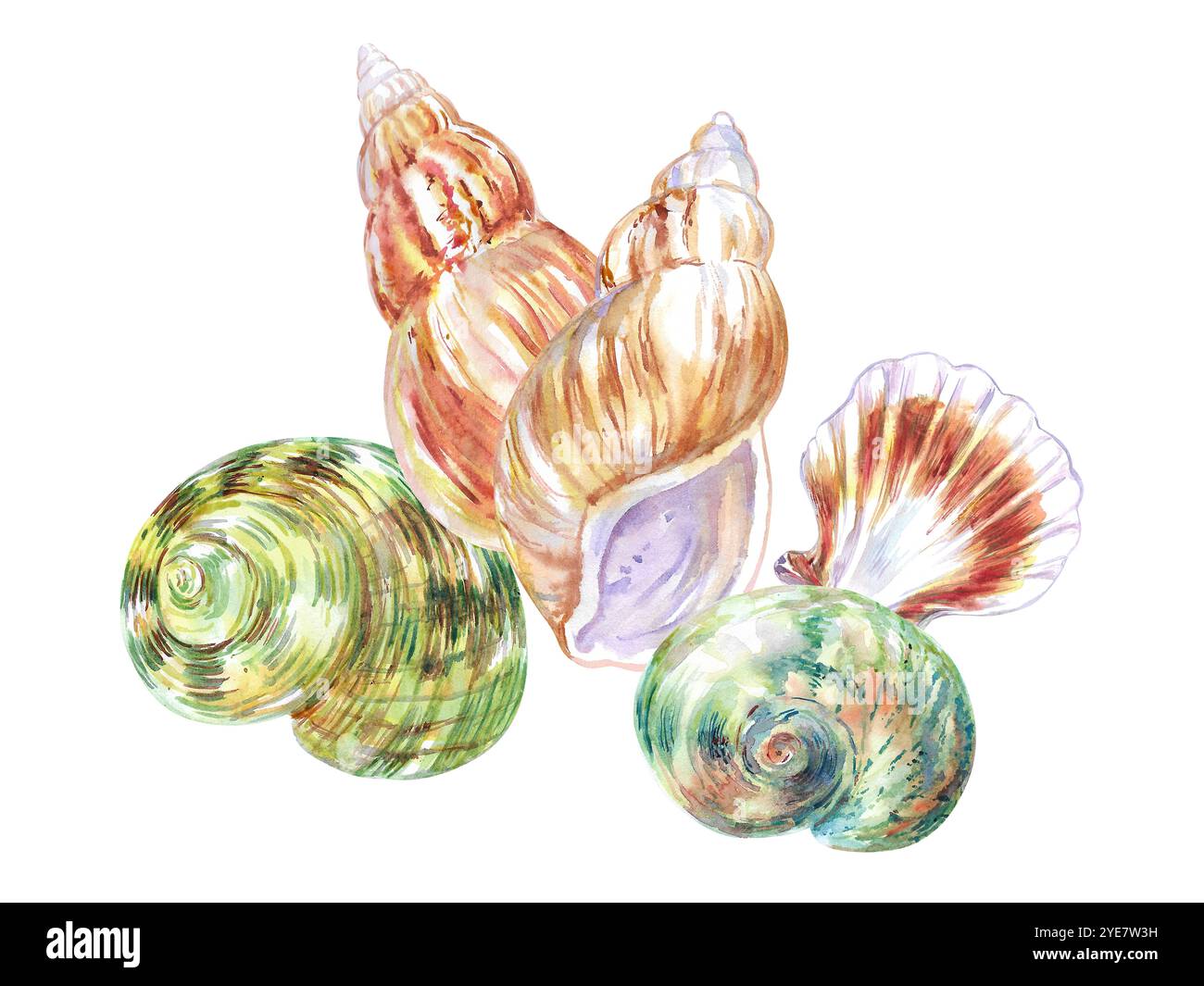 Seashell composition of Rosy Wolf snail, Calico Scallop, Turbo Moon sea ...