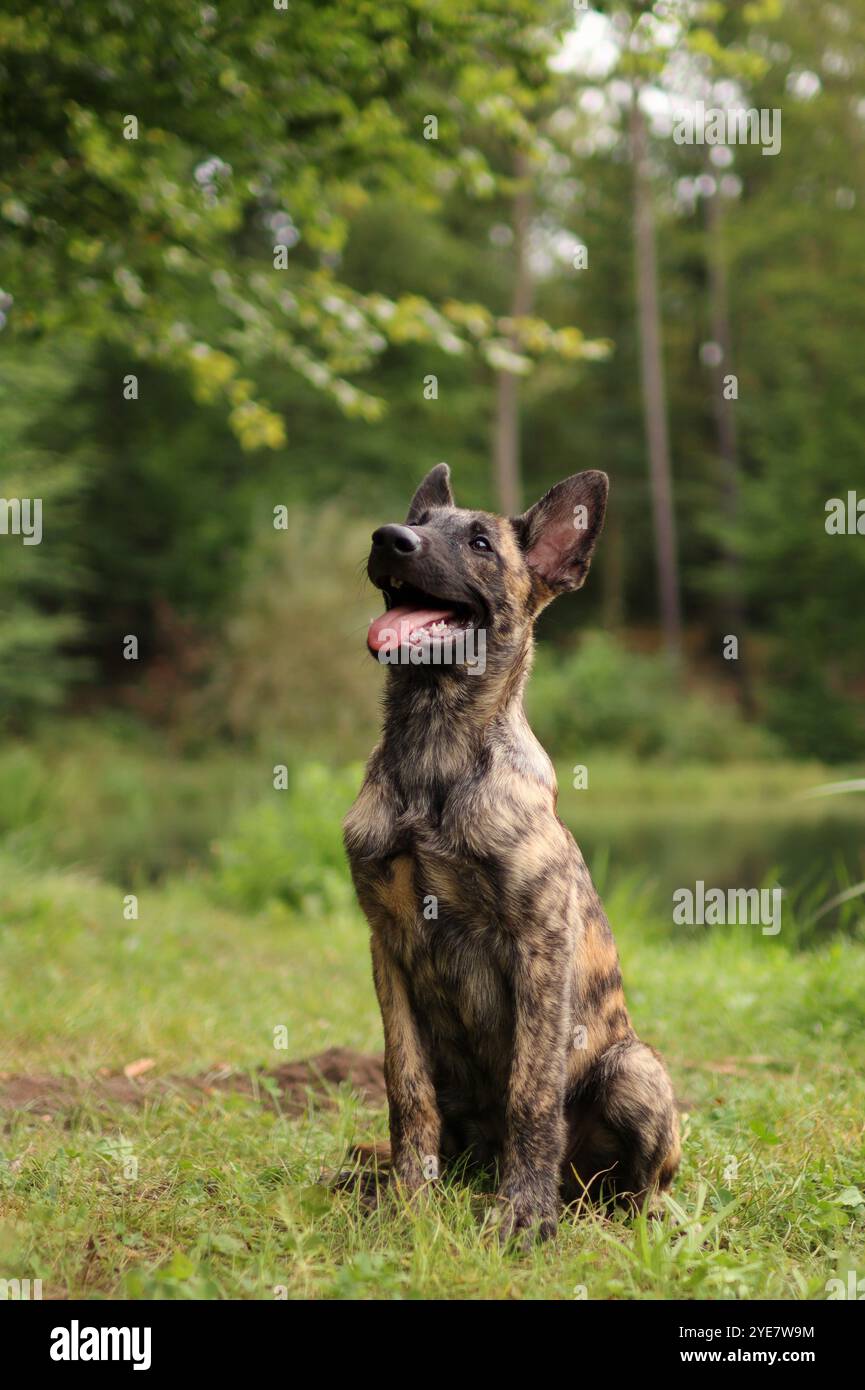 Dutch dog breed hi-res stock photography and images - Alamy