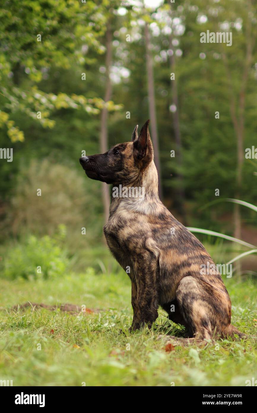 A puppy of Dutch shepherd sitting in the forest with lake in background ...