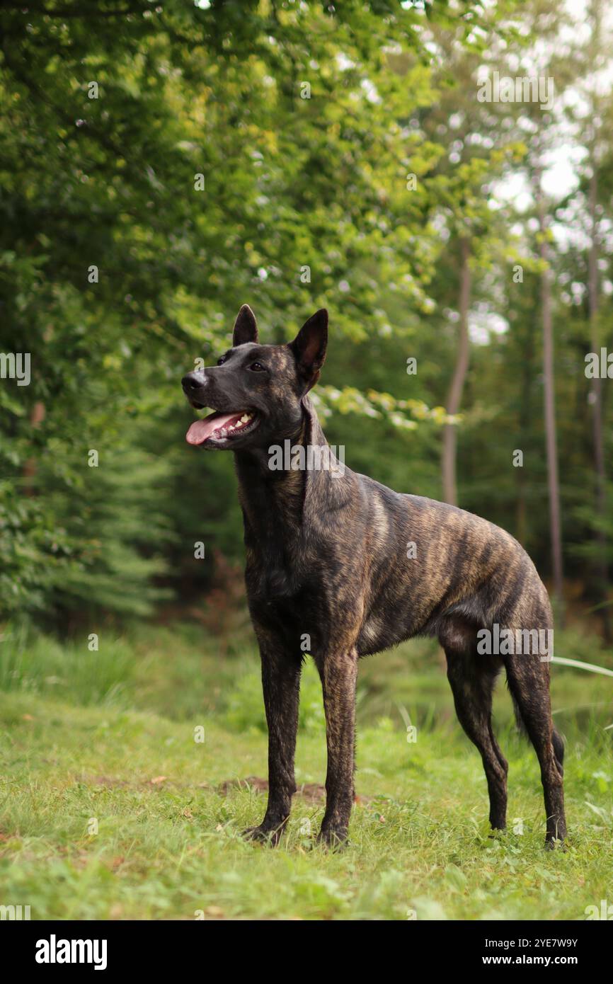 A adult male of Dutch shepherd standing in the forest with lake in ...