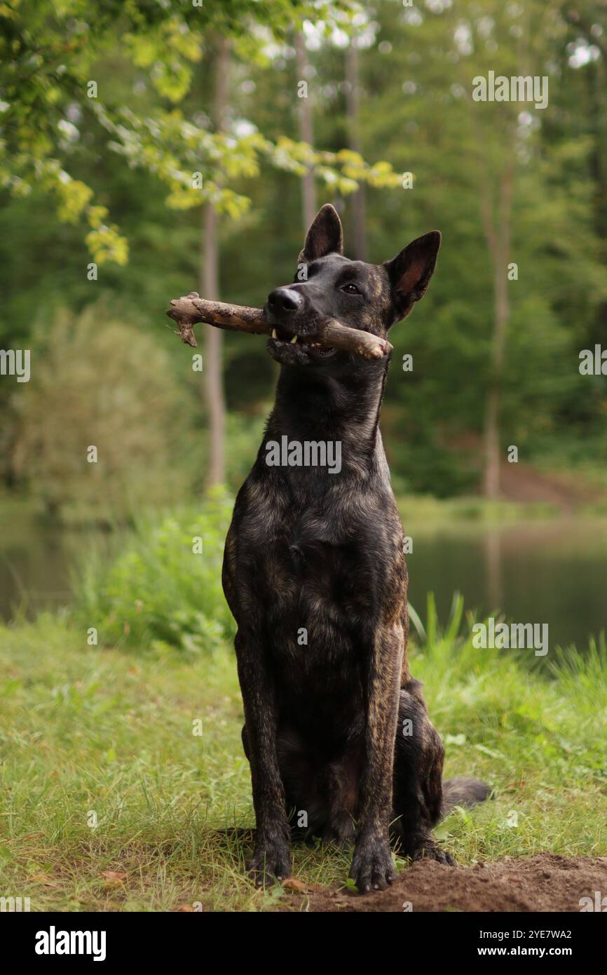 Dutch shepherd sitting hi-res stock photography and images - Alamy