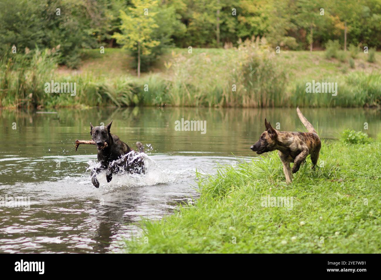 Two Dutch shepherds are running in lake and having fun. The adult dog ...