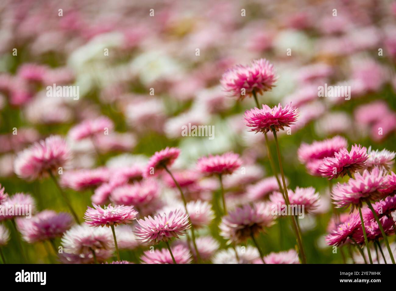 Rhodanthe chlorocephala, the pink and white everlasting daisy, common ...