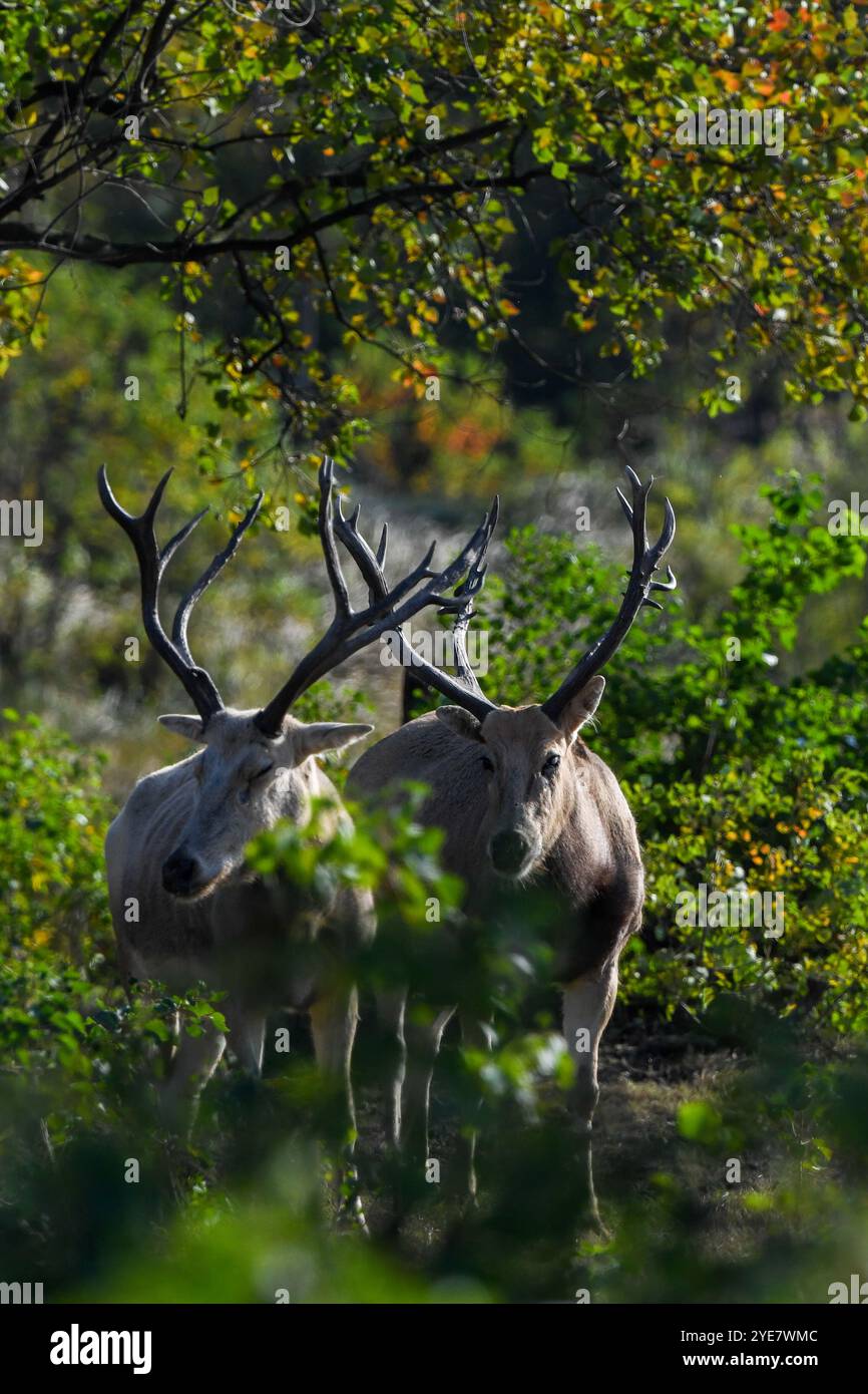 Nanjing. 28th Oct, 2024. Milu deer are seen in Dafeng Milu National ...