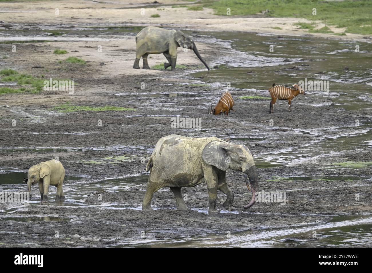 Forest elephants (Loxodonta cyclotis) and bongo antelopes (Tragelaphus ...