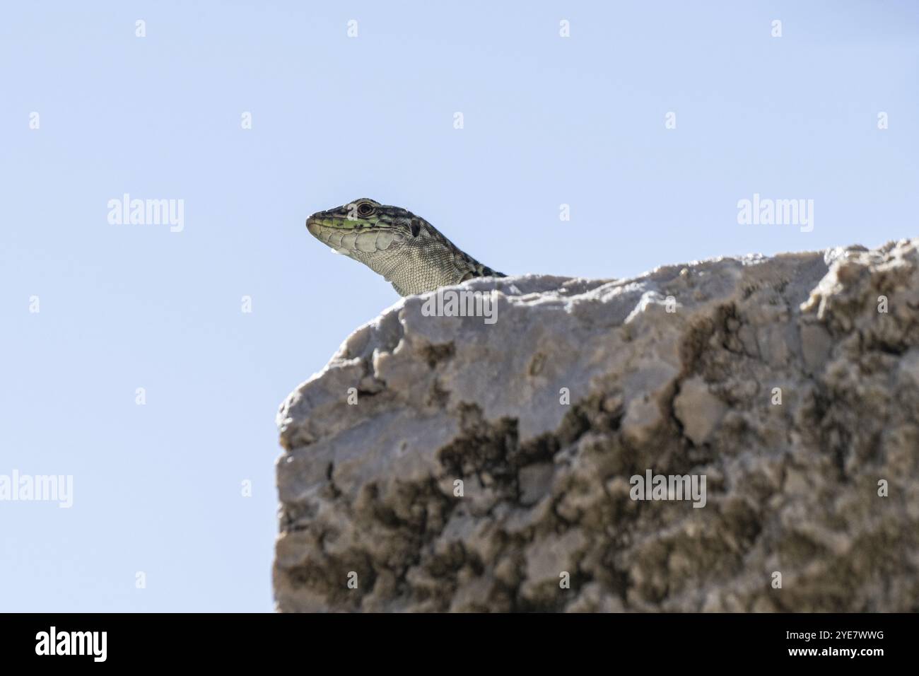Sicilian wall lizard (Podarcis waglerianus), Sicily, Italy, Europe ...