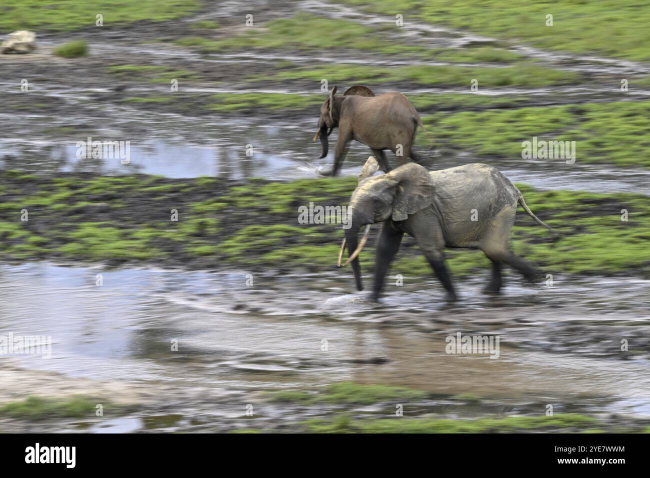 Forest elephants (Loxodonta cyclotis) in the Dzanga Bai forest clearing ...