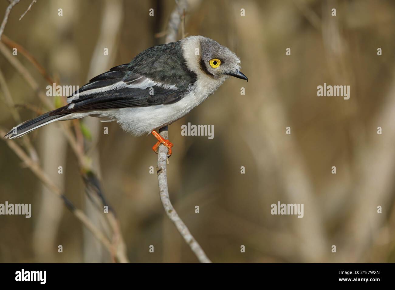 White-fronted shrike, (Prionops plumata), wanga shrike, passerine birds ...