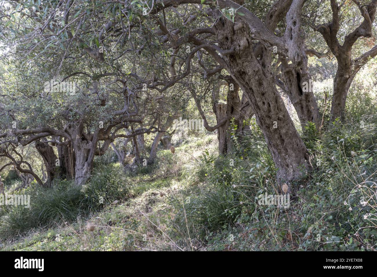 Olive trees, olive trees (Olea europaea), Sicily, Italy, Europe Stock ...