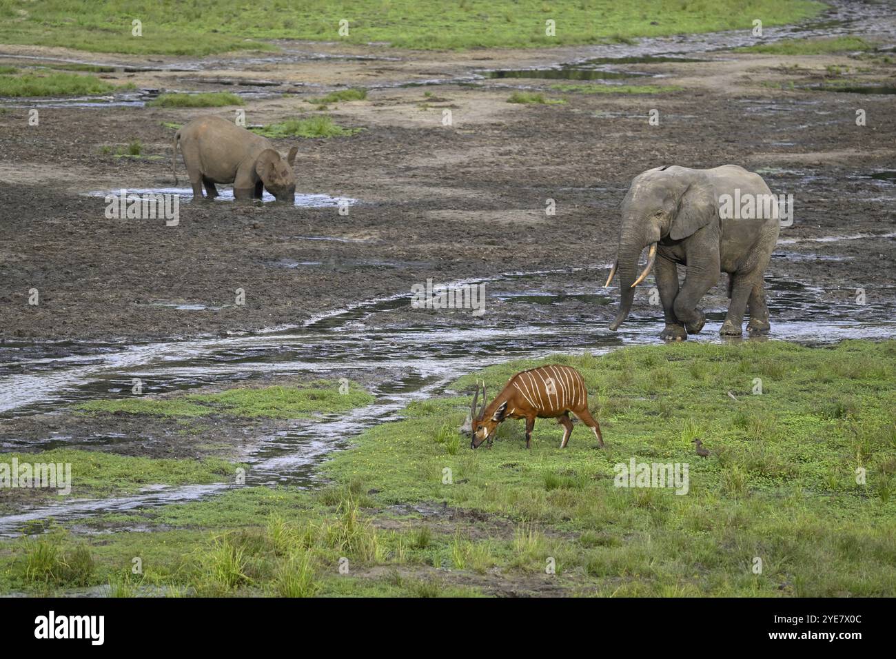 Forest elephants (Loxodonta cyclotis) and bongo antelope (Tragelaphus ...