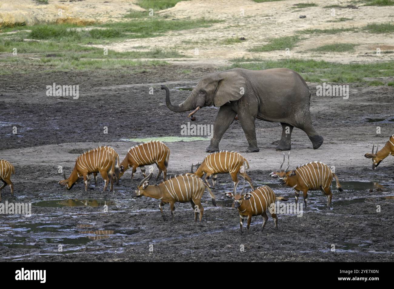 Forest elephant (Loxodonta cyclotis) and bongo antelope (Tragelaphus ...