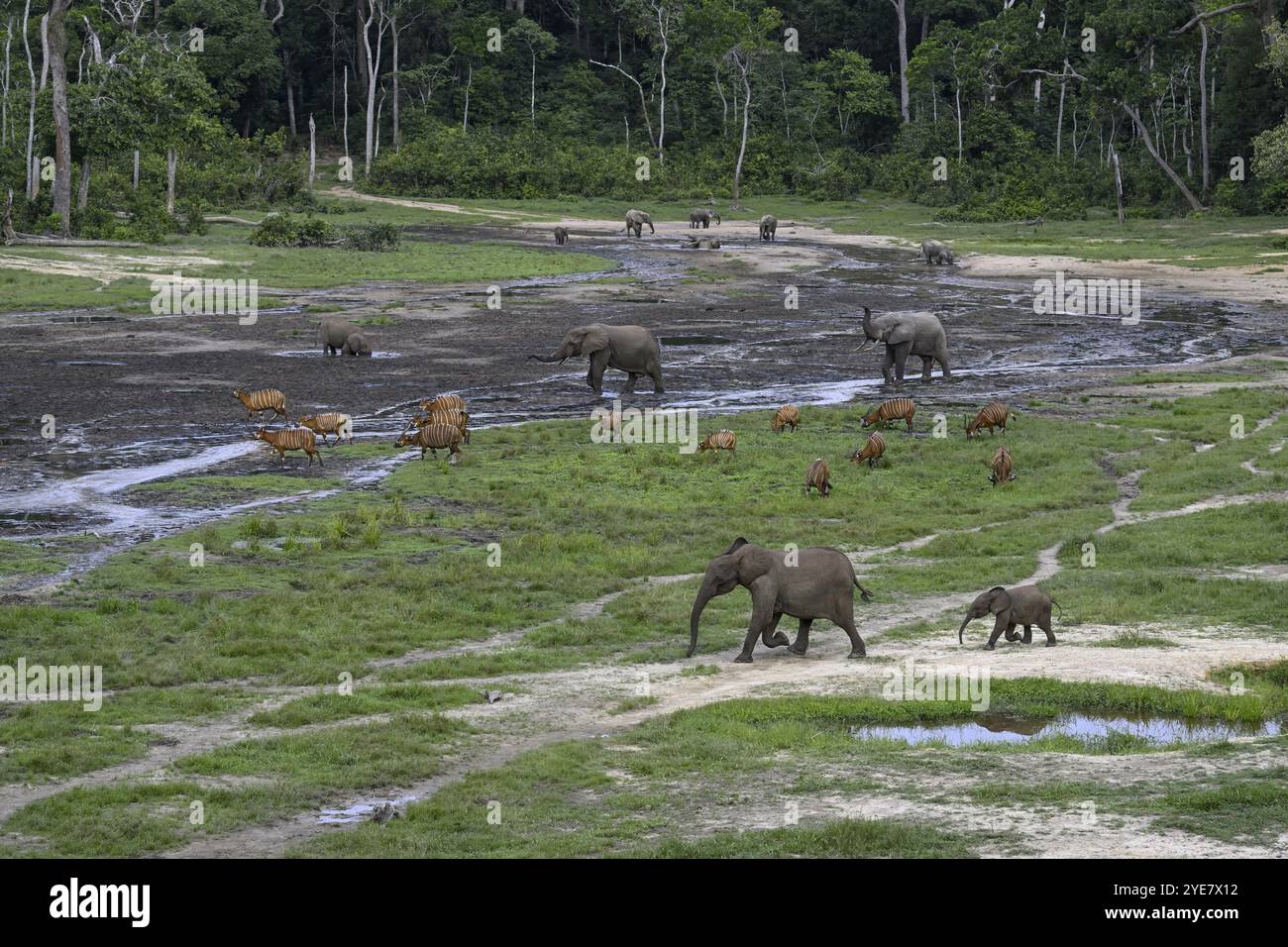 Forest elephants (Loxodonta cyclotis) and bongo antelopes (Tragelaphus ...