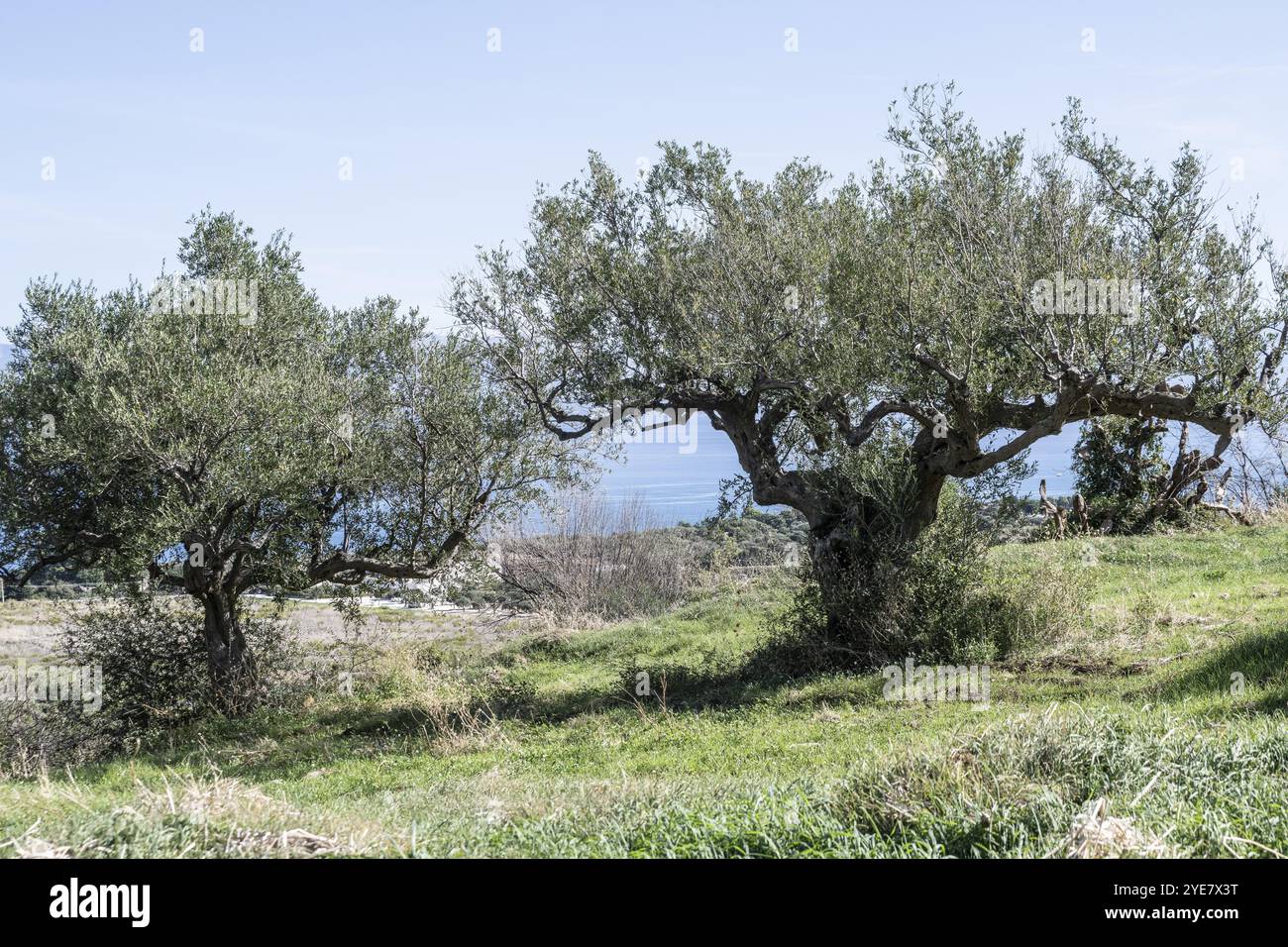 Olive trees, olive trees (Olea europaea), Sicily, Italy, Europe Stock ...