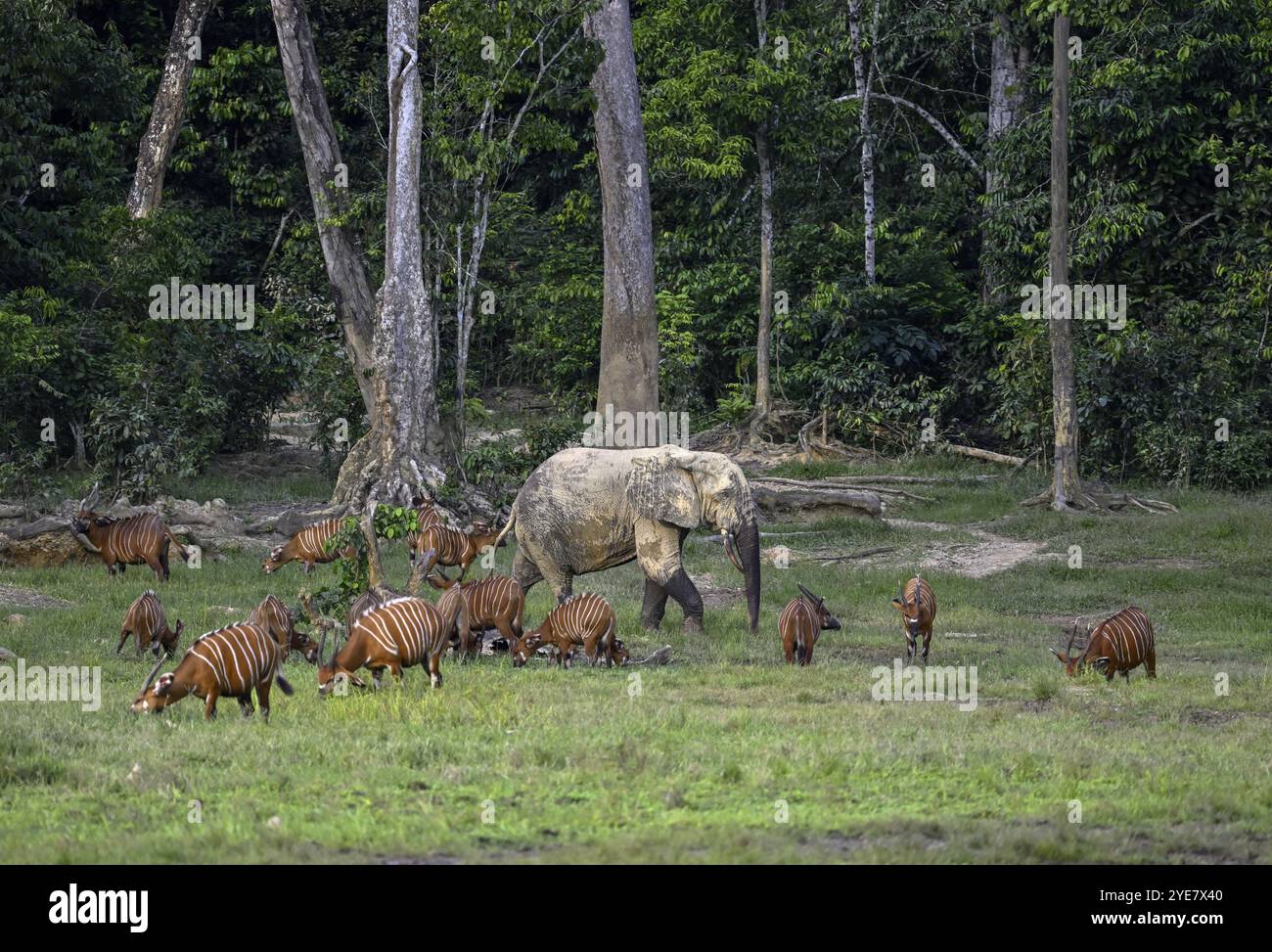 Forest elephant (Loxodonta cyclotis) and bongo antelope (Tragelaphus ...