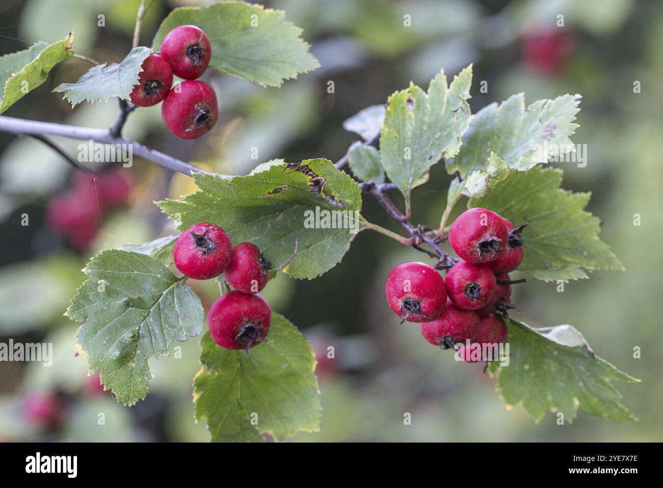 Hawthorn (Crataegus monogyna), fruits, Speyer, Rhineland-Palatinate ...
