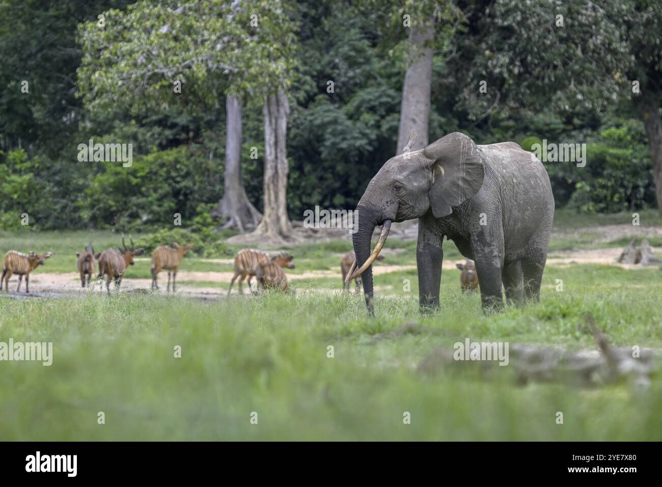 Forest elephant (Loxodonta cyclotis) and bongo antelope (Tragelaphus ...